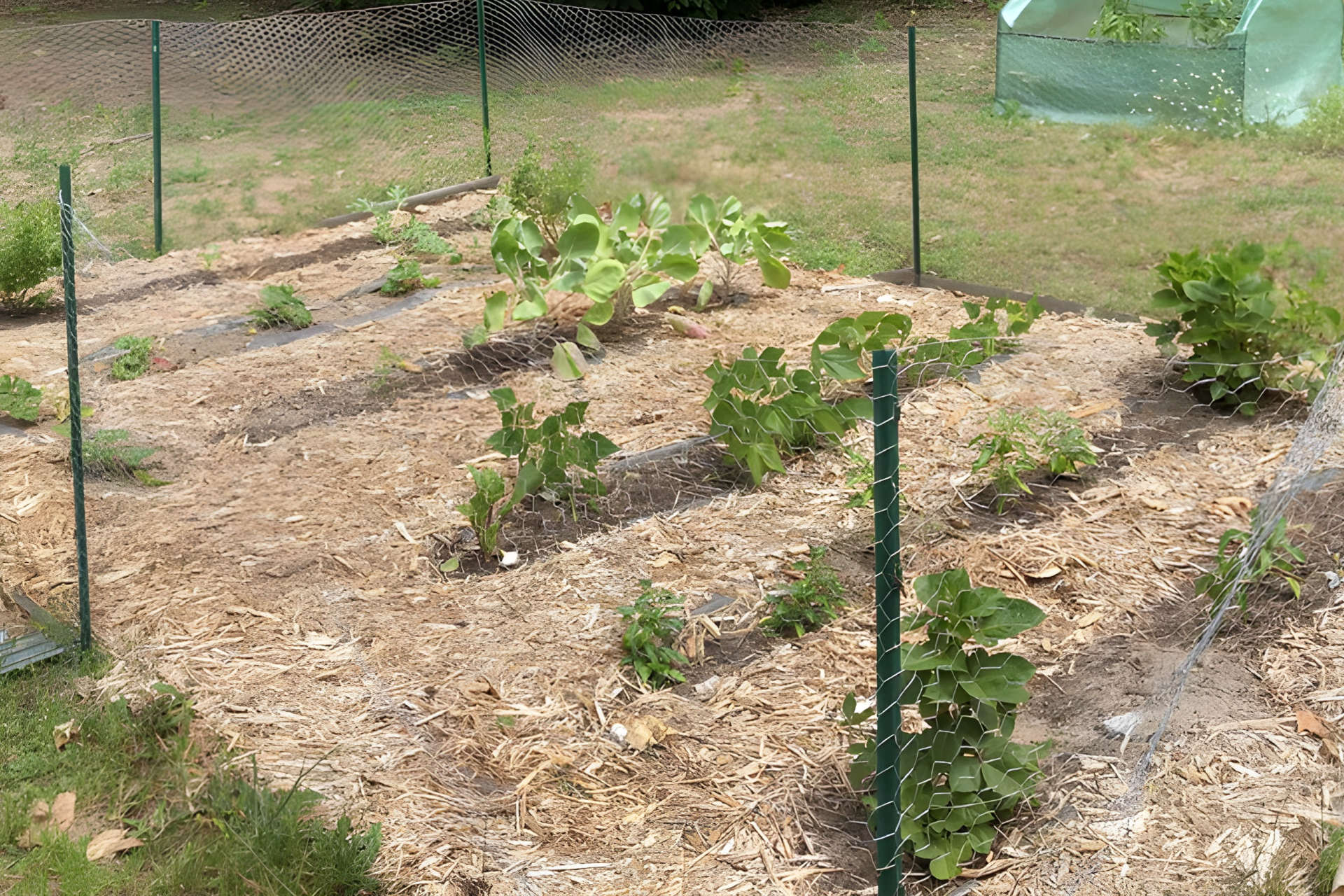 Your Guide to Planning a Successful Vegetable Garden - Get a Headstart ...