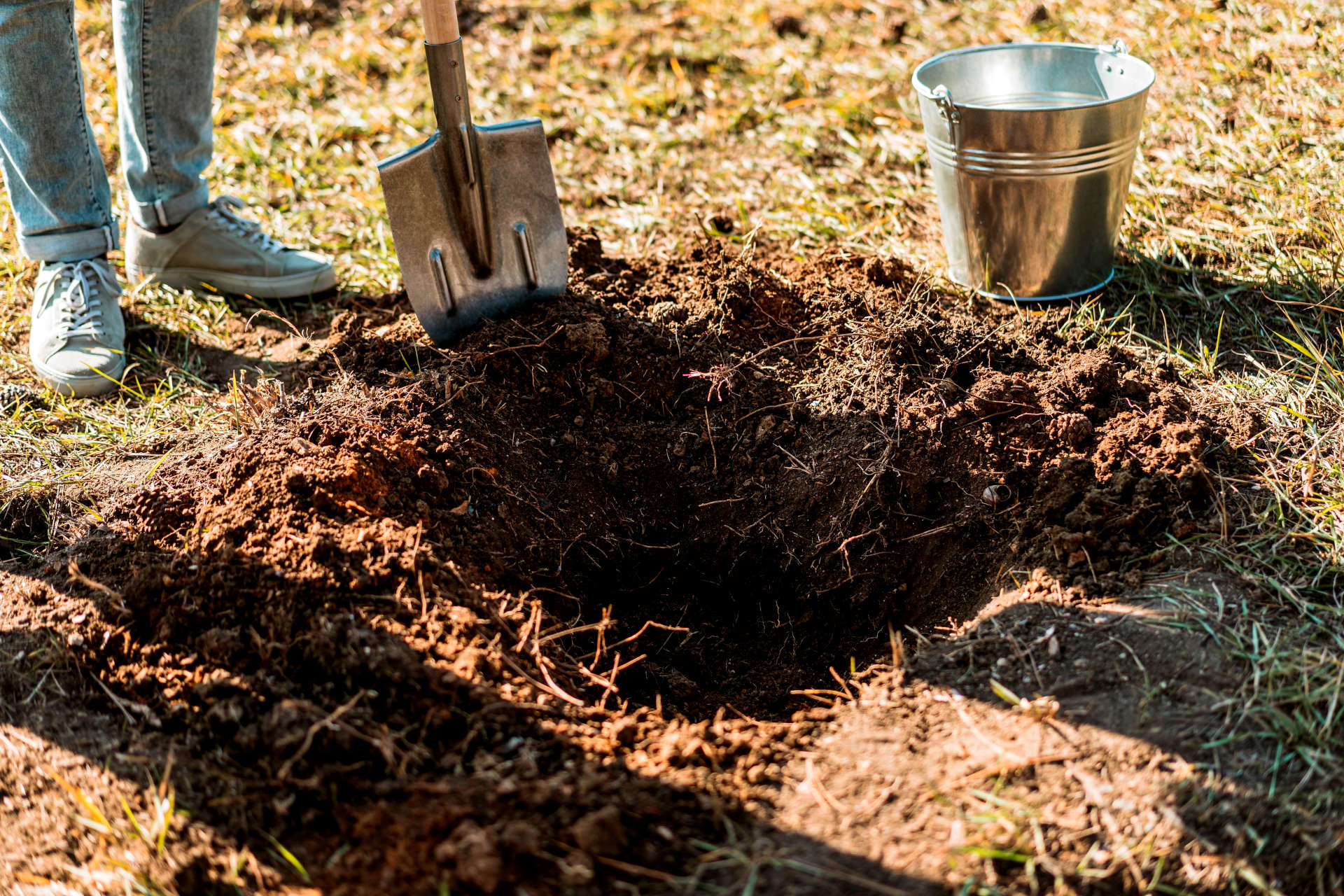 From Dormancy to Thriving: The Ultimate Guide to Moving Shrubs and ...