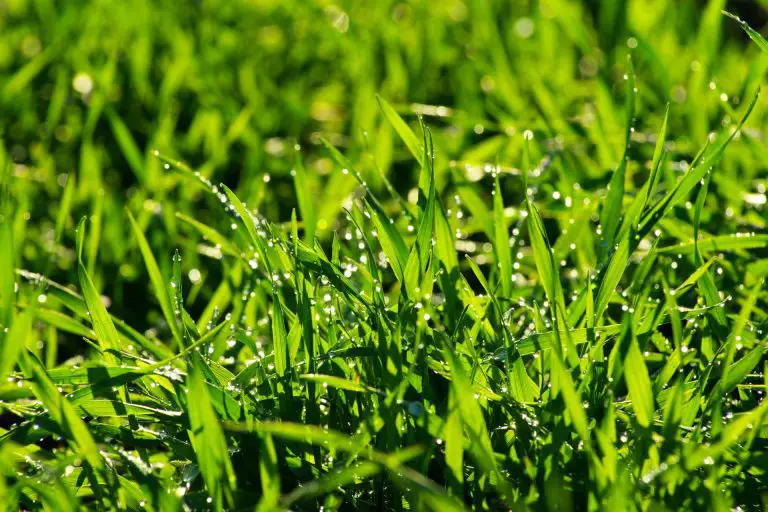 Prevent Chinch Bugs Before They Strike: How to Prevent Chinch Bugs from ...