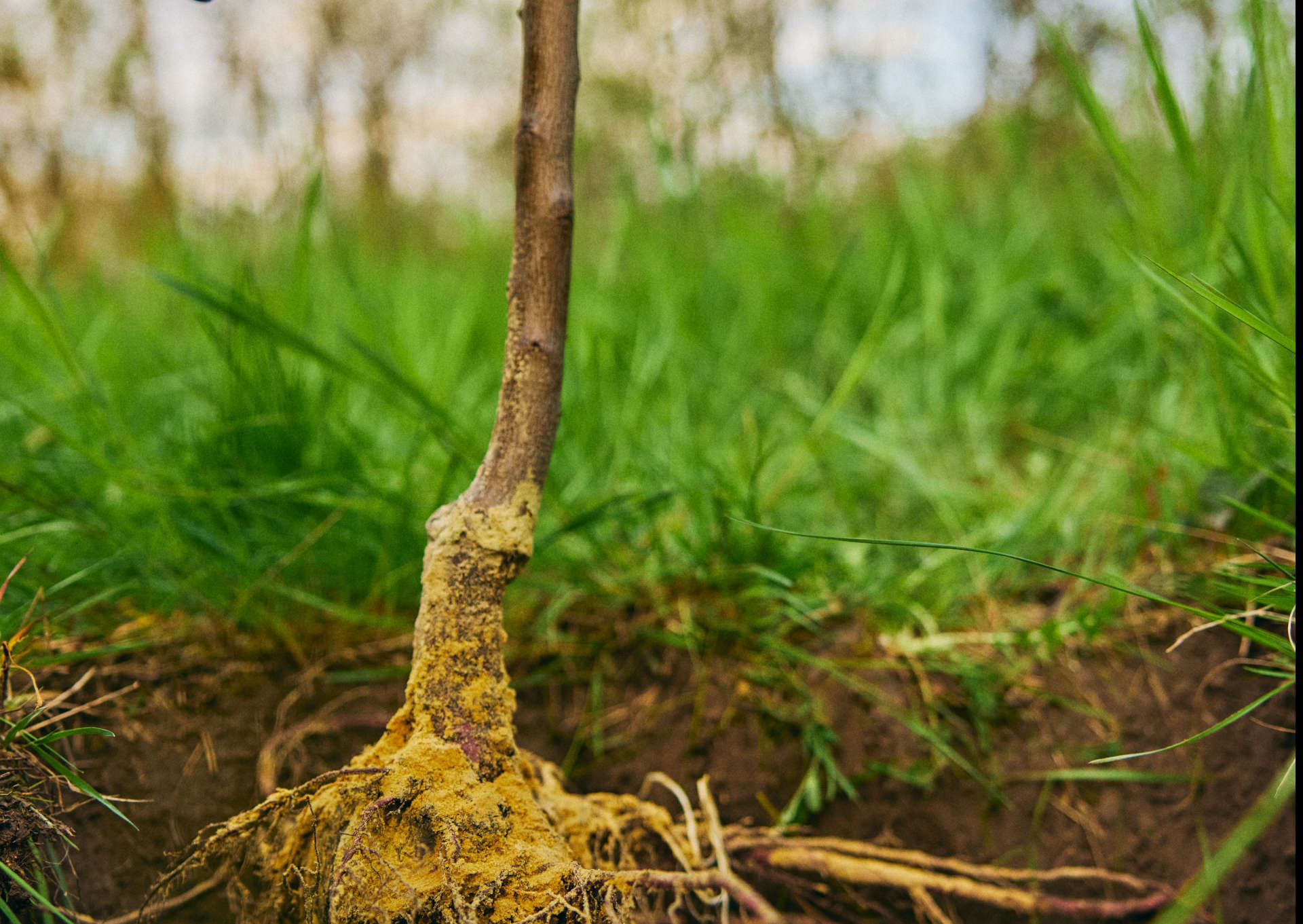 From Dormancy to Thriving: The Ultimate Guide to Moving Shrubs and ...
