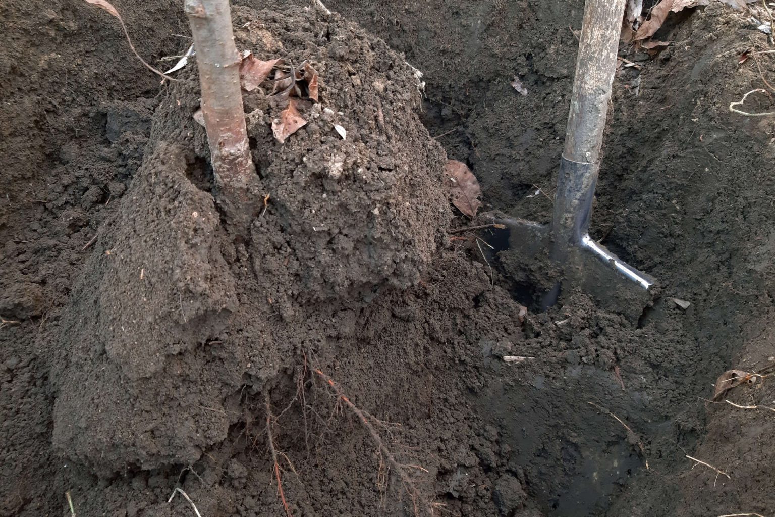 From Dormancy to Thriving: The Ultimate Guide to Moving Shrubs and ...