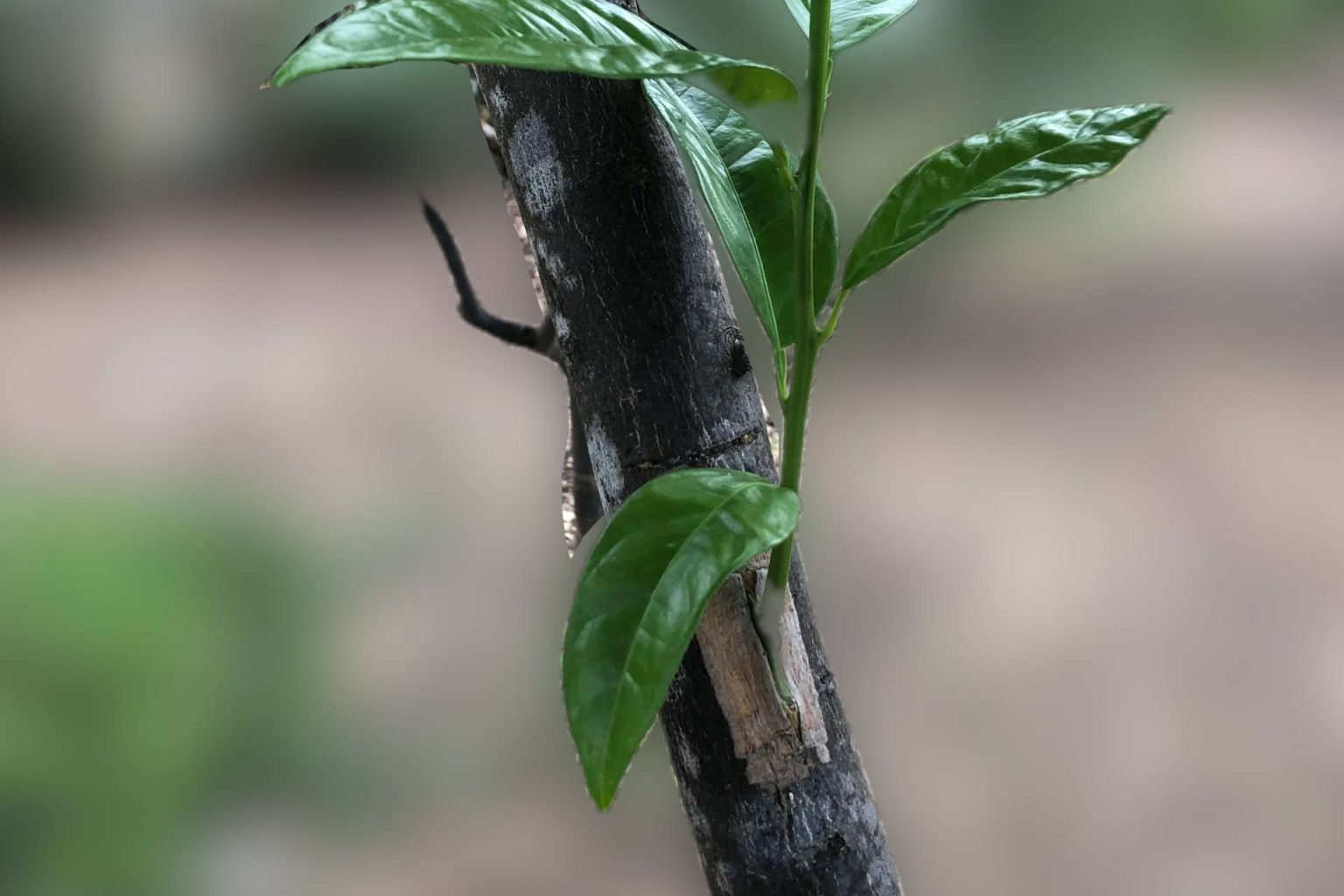The Ultimate Guide to Trimming Suckers on Grafted Trees: Tips, Tricks ...