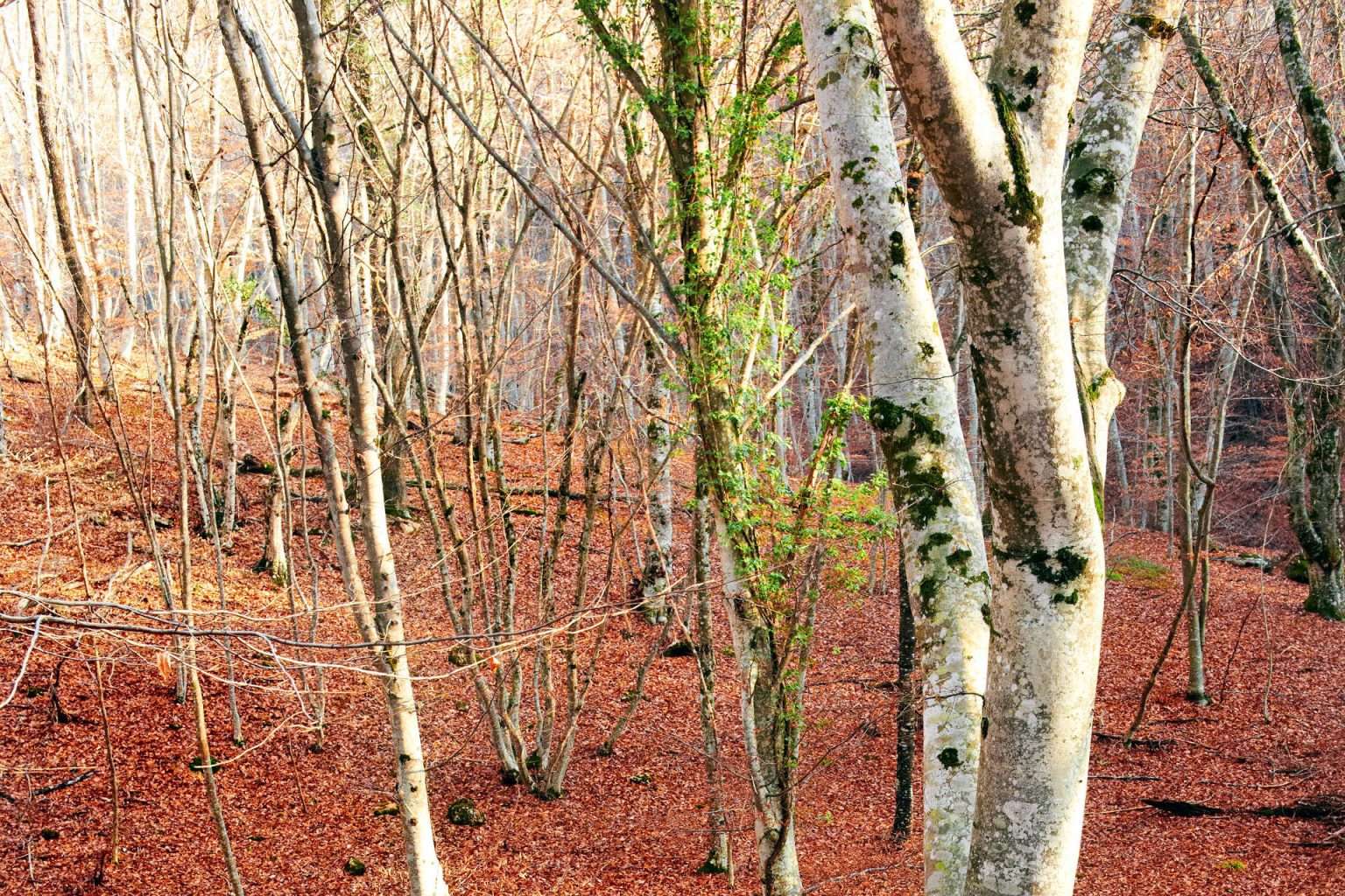 Pest and Disease Control for Trees: What You Need to Know - Checking ...