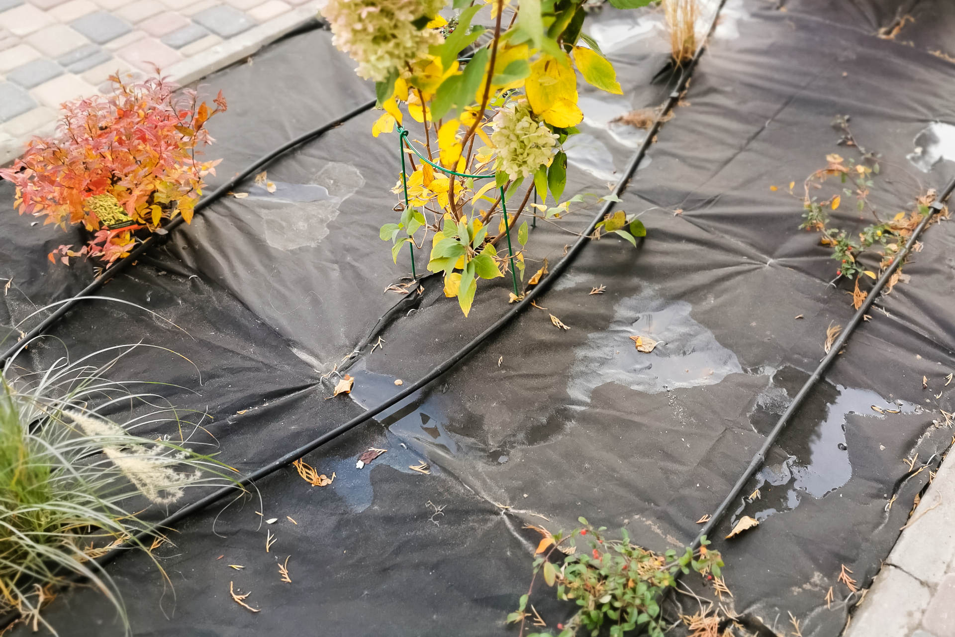 Don't Let Frost Ruin Your Plants - Moving Vulnerable Plants to A ...