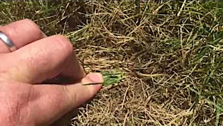 Don't Overlook Chinch Bug Damage: How Do I Know if My Lawn Has Chinch ...