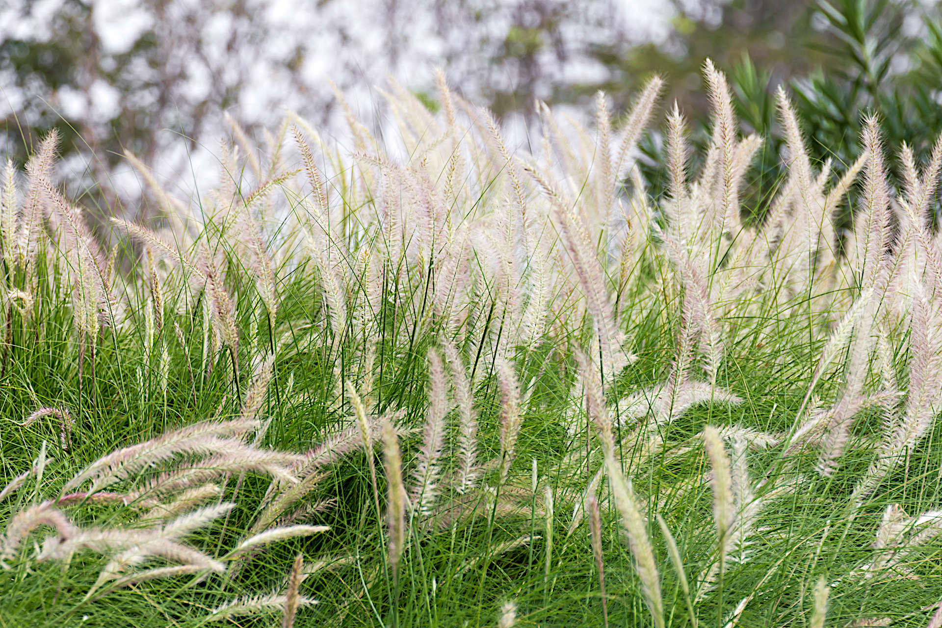 Cutting Back Deciduous Grasses in Late Winter or Early Spring ...