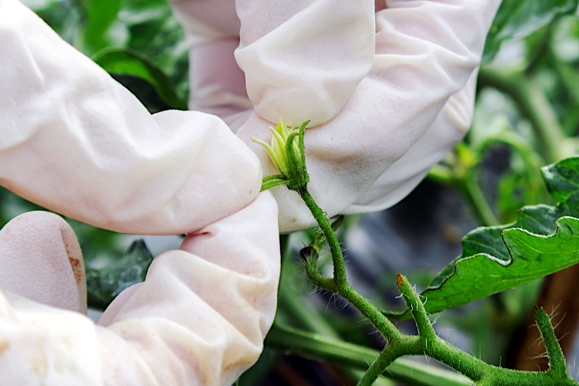 Spring is Almost Here - Gardening Tasks for March - Gardening Latest