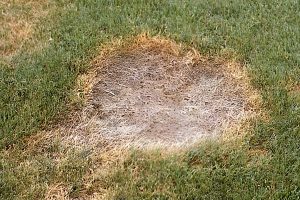 Summer Patch Lawn Disease: The Silent Killer of Turfgrass - Gardening ...