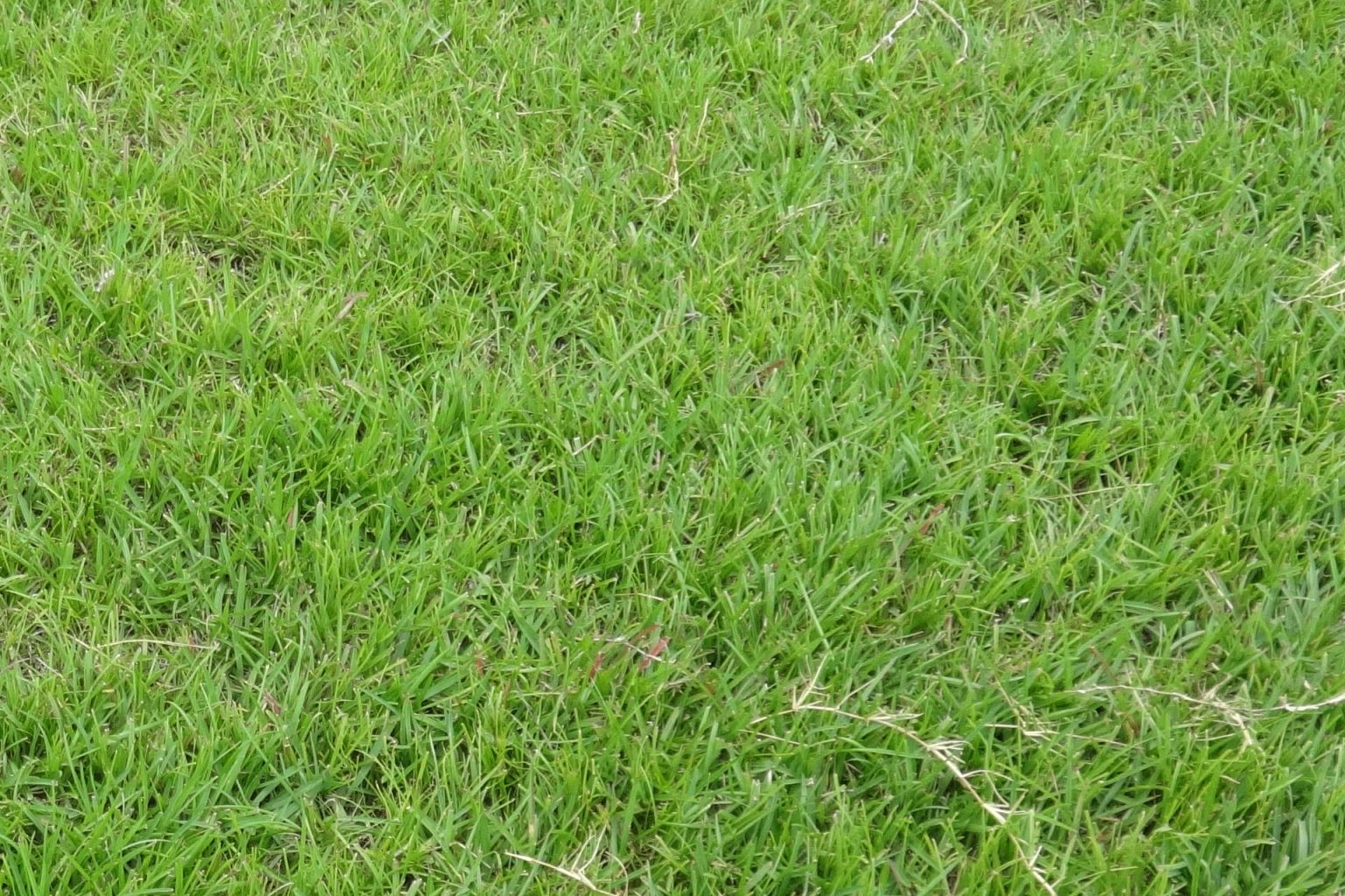 Centipede vs St Augustine Grass: Choosing the Right Grass Variety for ...