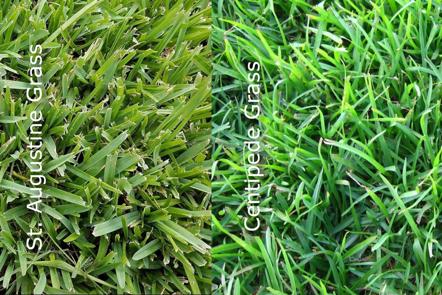 Centipede vs St Augustine Grass: Choosing the Right Grass Variety for ...
