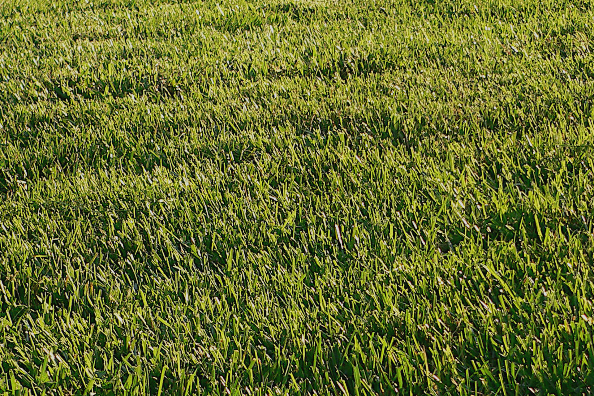 Choosing the Right Grass in Texas for the Perfect Lone Star Lawn ...