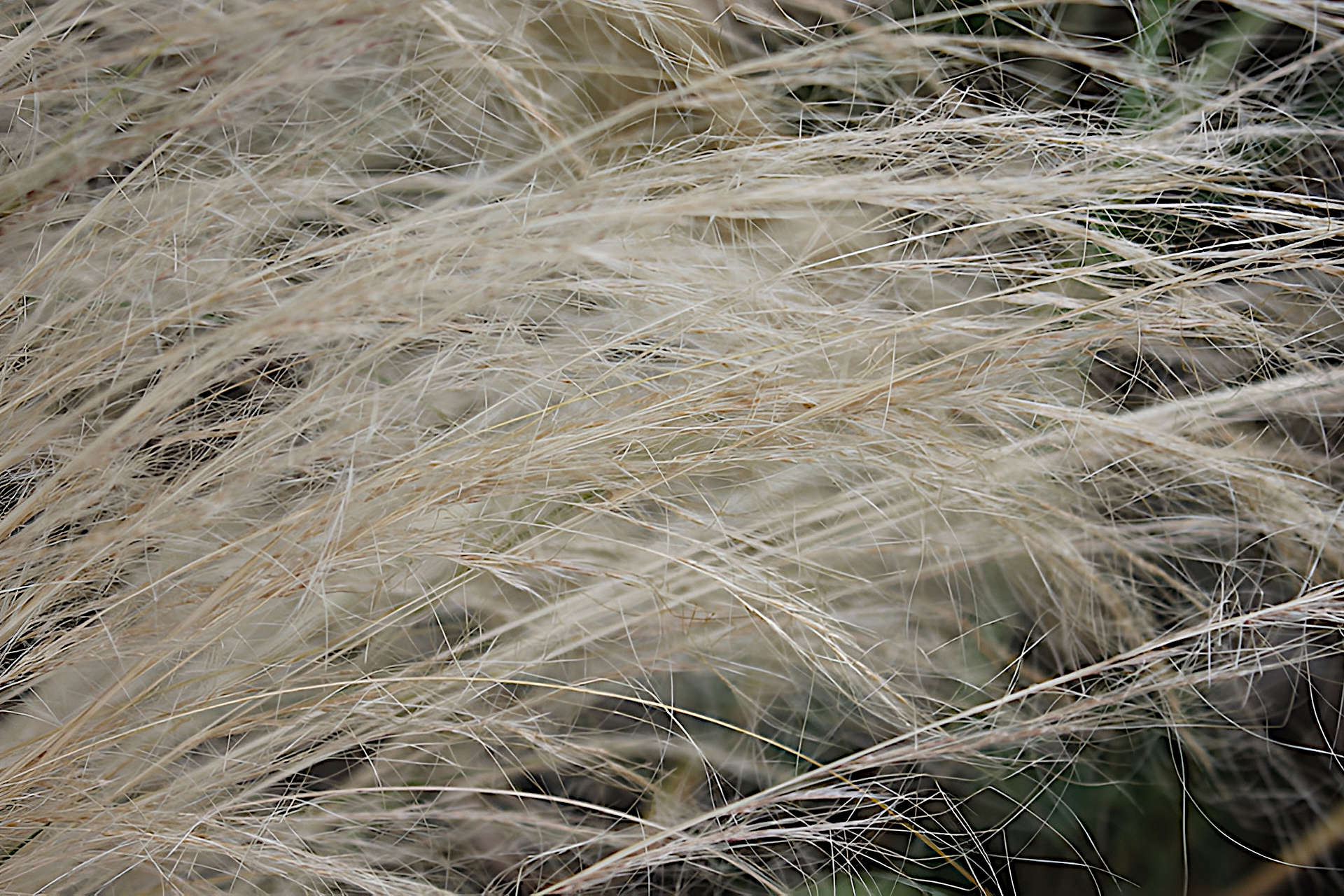 Cutting Back Deciduous Grasses in Late Winter or Early Spring ...