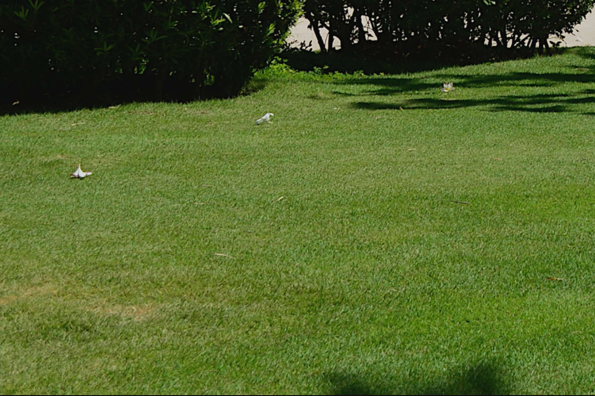 Choosing the Right Grass in Texas for the Perfect Lone Star Lawn ...
