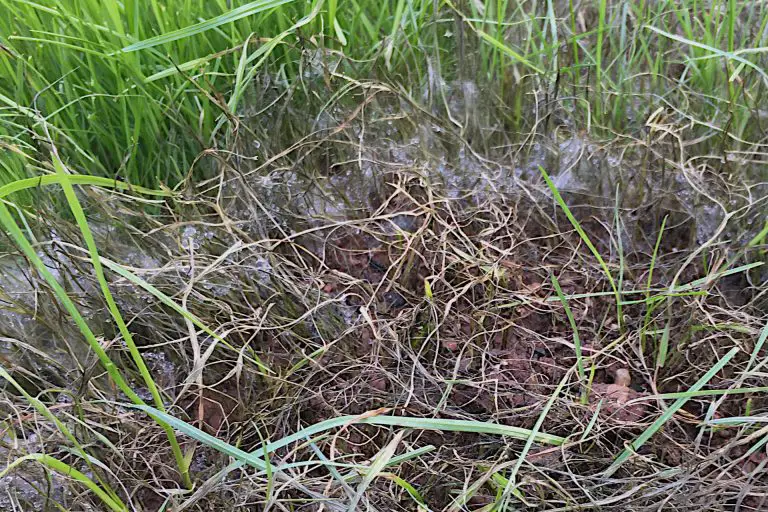 Pythium Blight | How to Prevent and Treat Pythium Blight - Gardening Latest