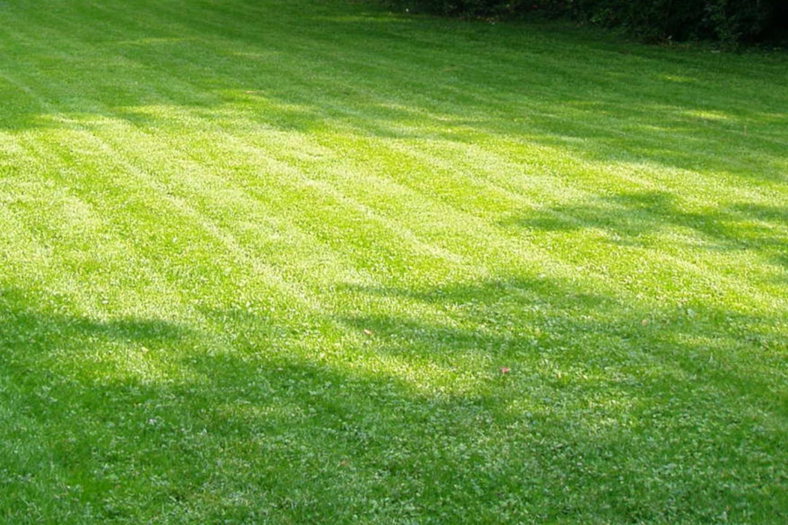 Choosing the Right Grass in Texas for the Perfect Lone Star Lawn ...