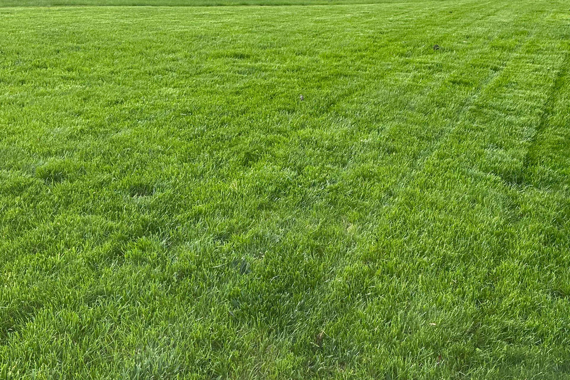 Dethatching St Augustine Grass: Unlocking Your Lawn's Potential ...