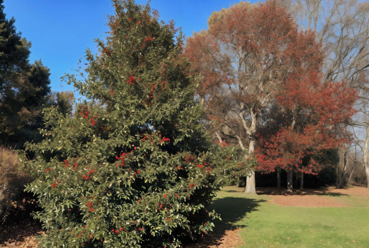 Why should I plant trees in my backyard