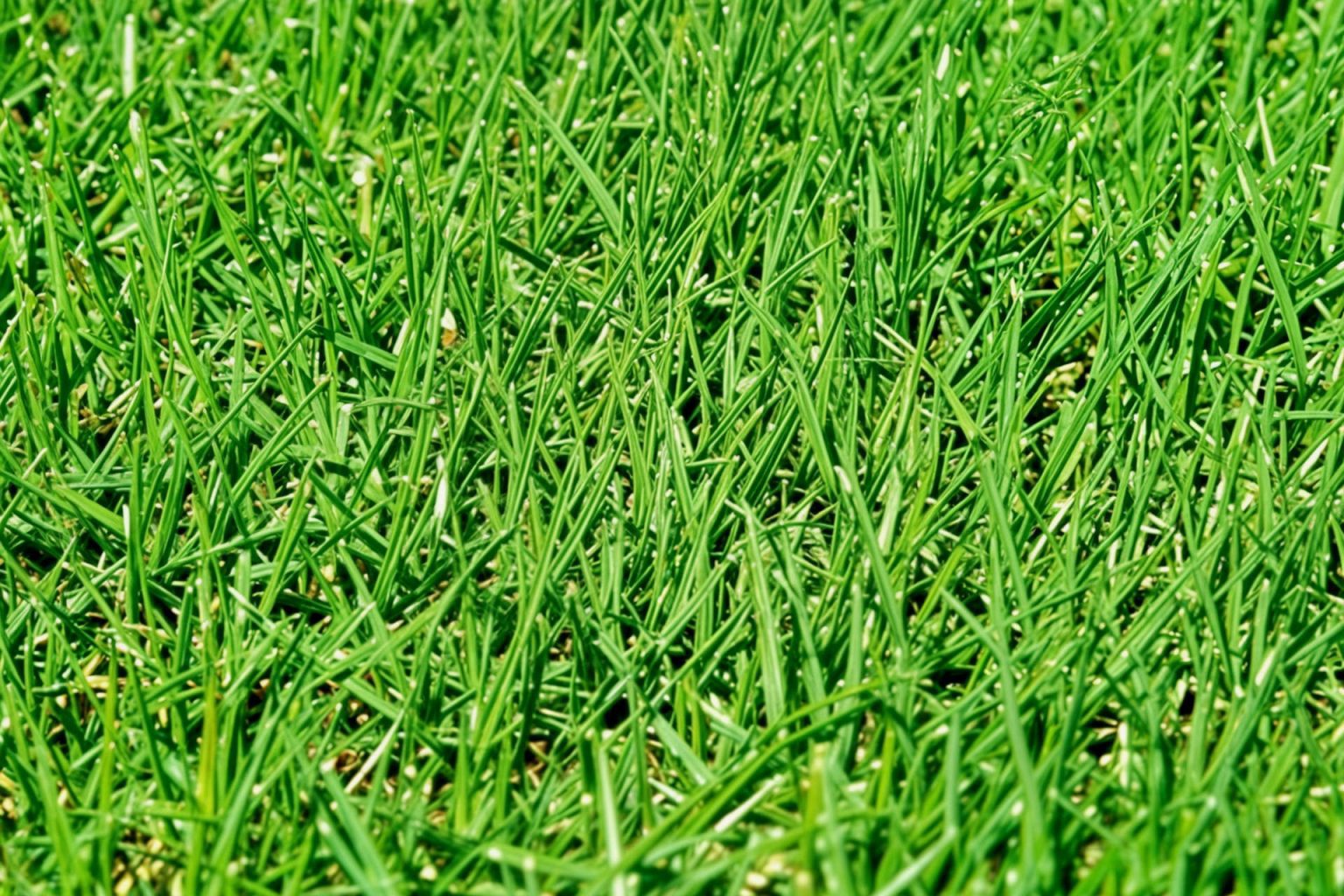 Grass Seed Germination Temperature: How Soil Temperature is Key