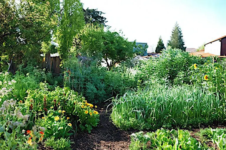 Foodscaping Revolution: Beyond the Kale Patch - Gardening Latest