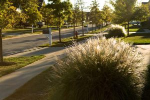 Deciduous Grasses - The Unsung Heroes of Your Garden - Gardening Latest