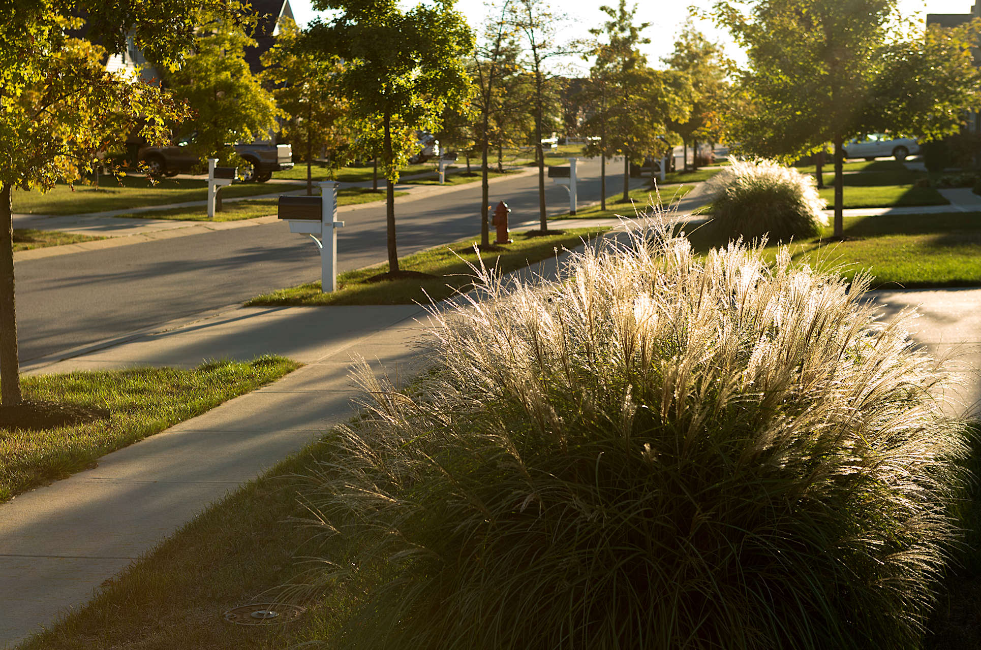 Deciduous Grasses - The Unsung Heroes of Your Garden - Gardening Latest