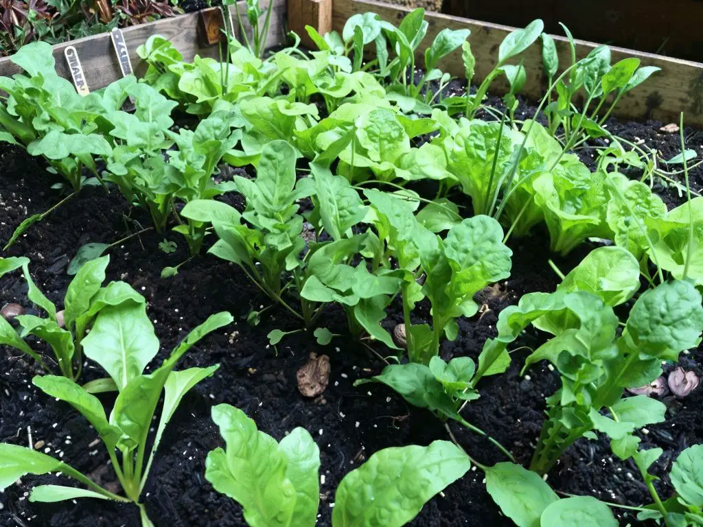 4x8 Raised Bed Layout Ideas for a Vegetable Garden - Gardening Latest 4x8 Raised Bed Layout Ideas for a Vegetable Garden - Gardening Latest