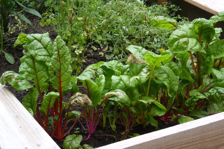 4x8 Raised Bed Layout Ideas for a Vegetable Garden - Gardening Latest