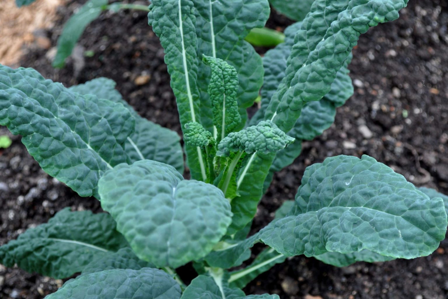 Fall Planting Guide: Tailoring Your Garden to Zones 6, 7, 8, and 9 ...