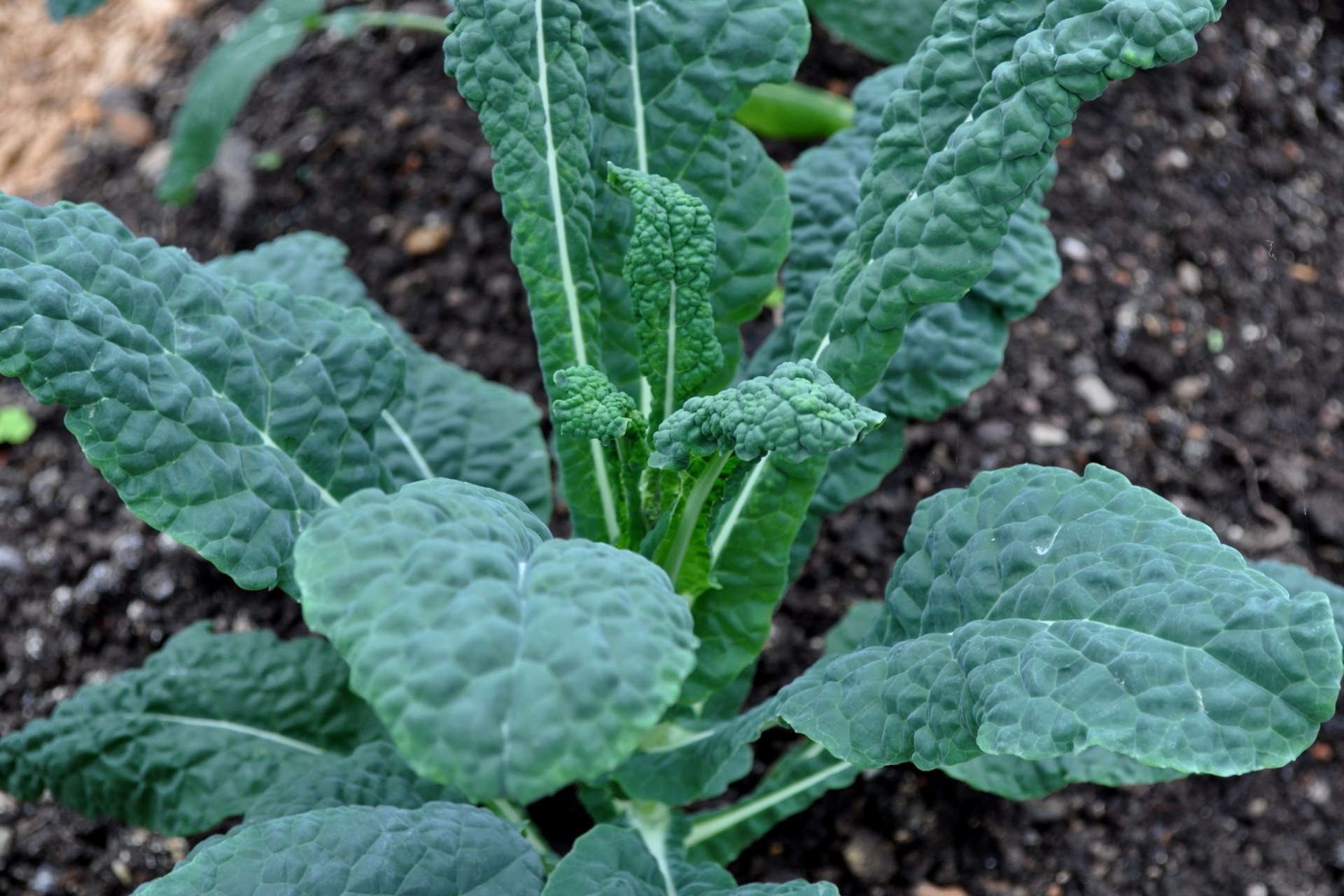 Fall Planting Guide: Tailoring Your Garden to Zones 6, 7, 8, and 9 ...