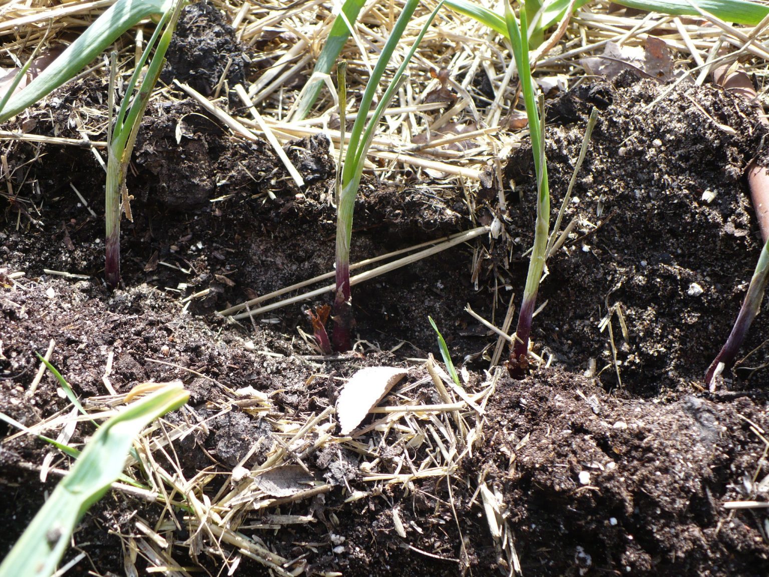 Fall Planting Guide: Tailoring Your Garden to Zones 6, 7, 8, and 9 ...