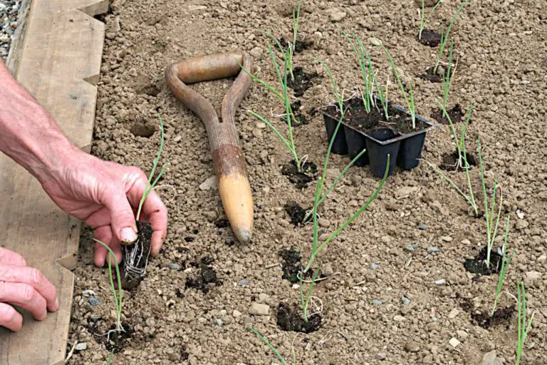 Fall Planting Guide: Tailoring Your Garden to Zones 6, 7, 8, and 9 ...