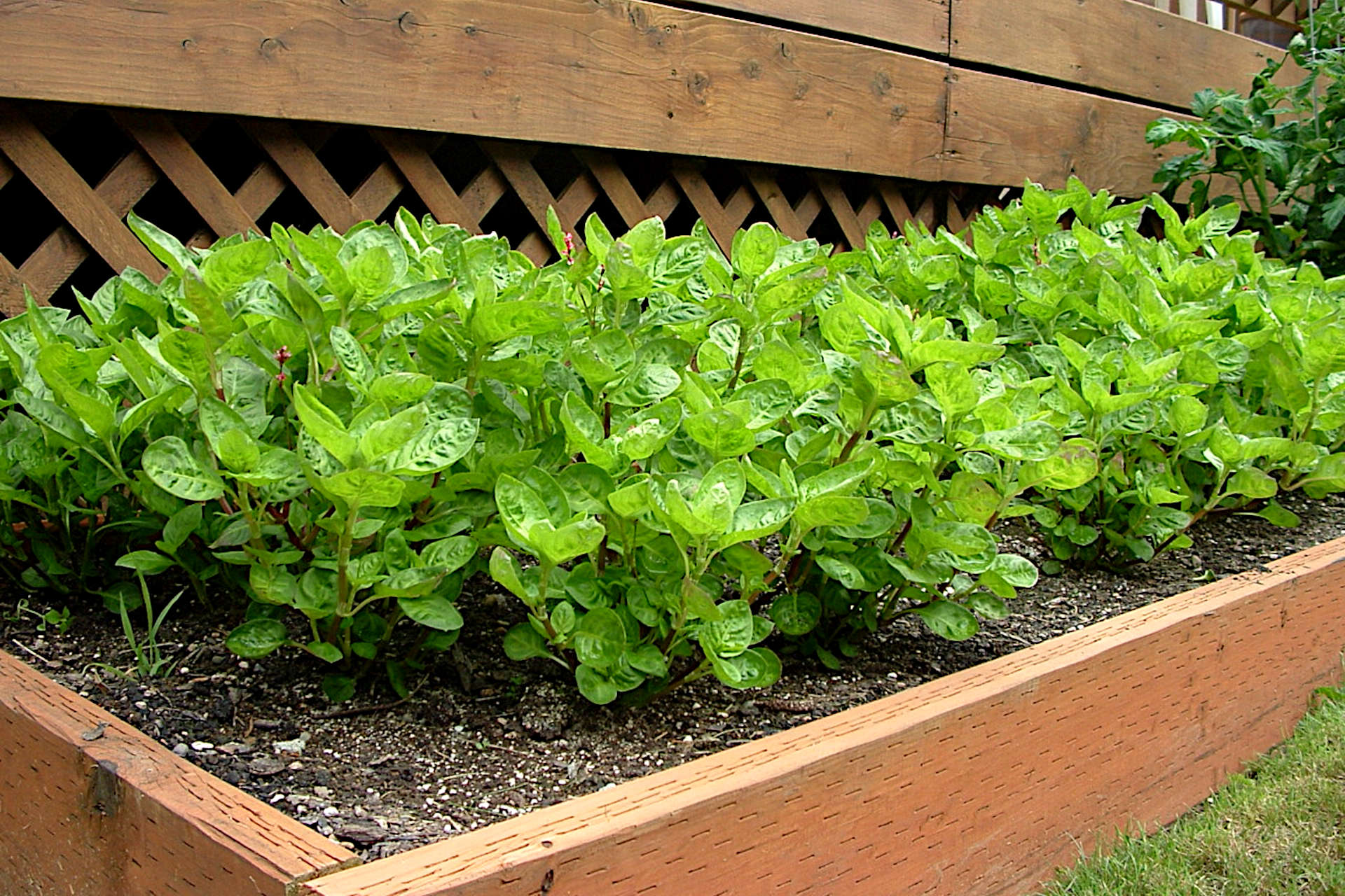 Fall Planting Guide: Tailoring Your Garden to Zones 6, 7, 8, and 9 ...