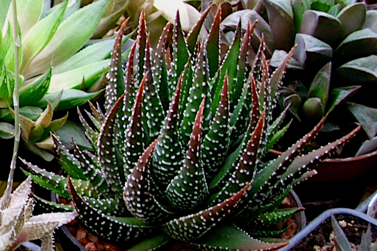 10 Succulents That Make Perfect Terrarium Companions - Gardening Latest