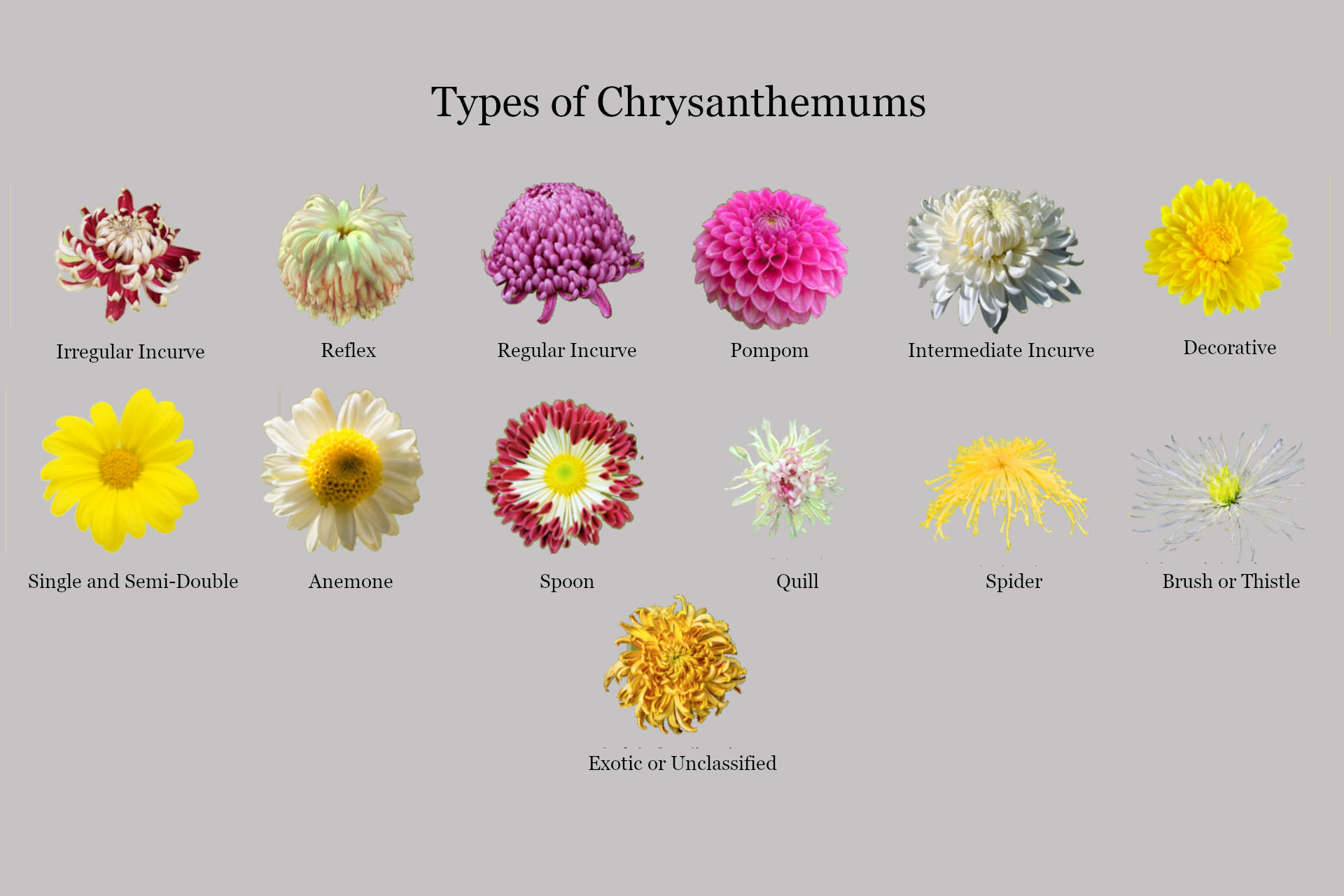 Chrysanthemums: Cultivate Colorful Blooms with Expert Growing Tips ...