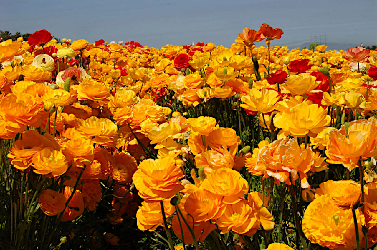 Step-by-Step Guide to Planting a Cut Flower Garden - Gardening Latest