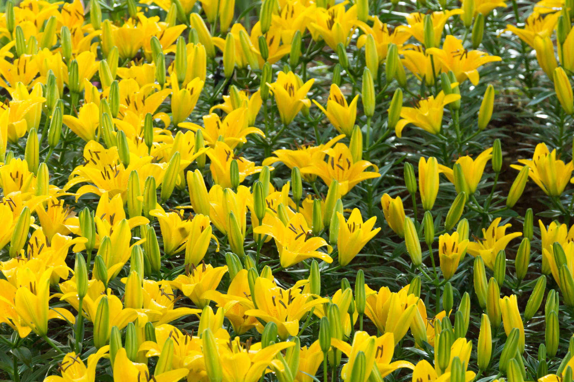 Step-by-Step Guide to Planting a Cut Flower Garden - Gardening Latest