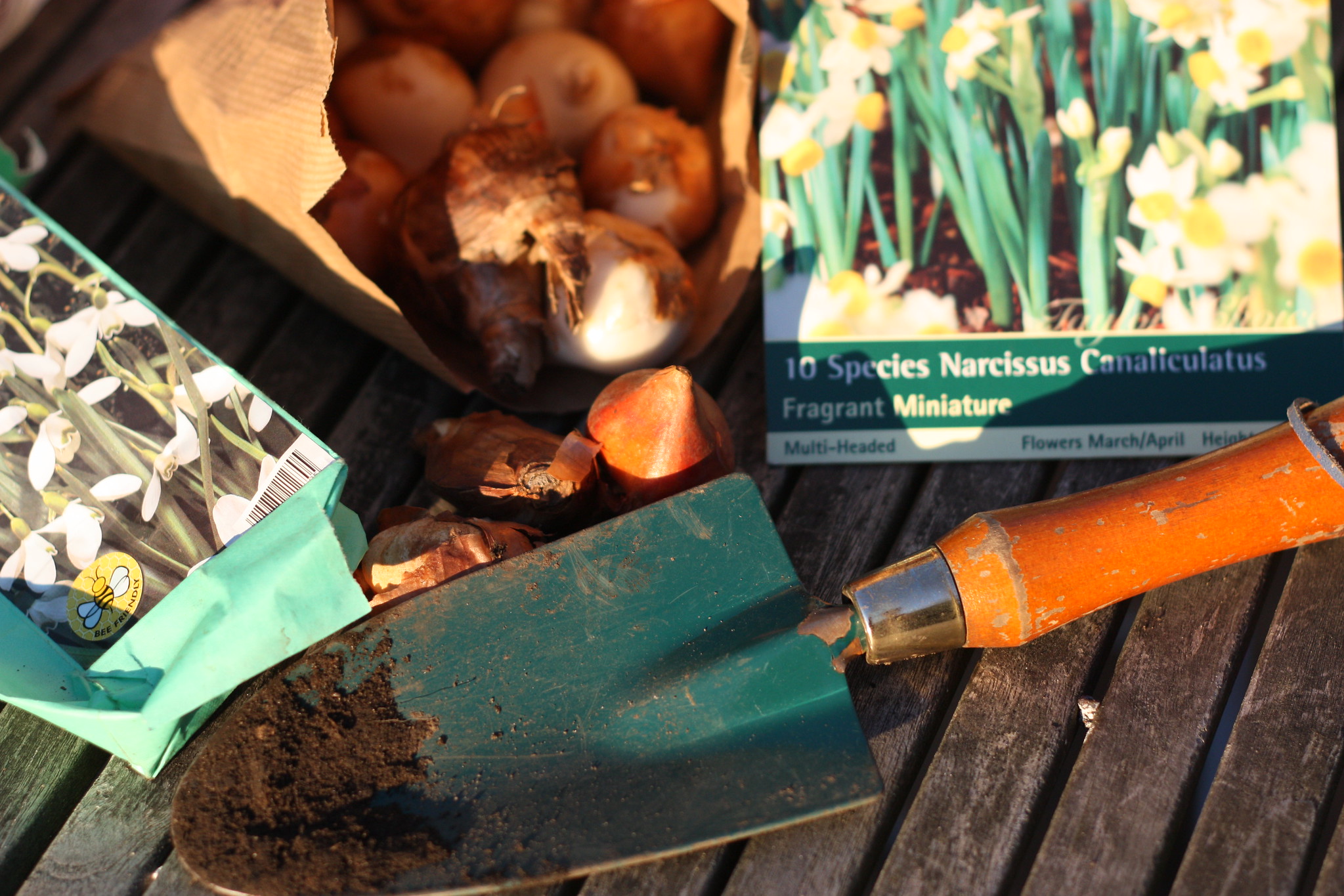 Step-by-Step Guide to Planting a Cut Flower Garden - Gardening Latest