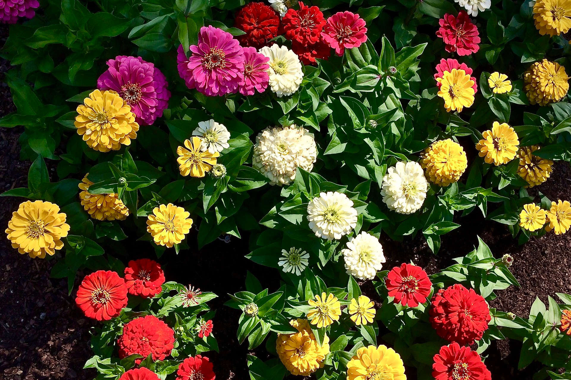 Step-by-Step Guide to Planting a Cut Flower Garden - Gardening Latest