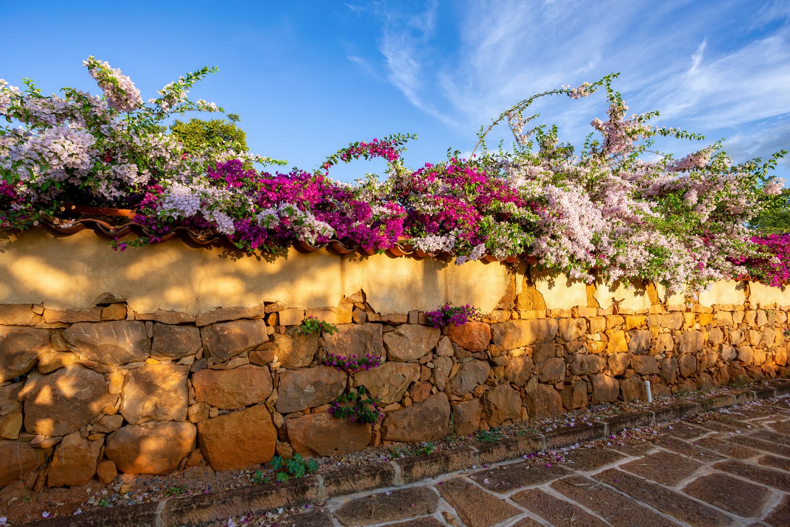 Bougainvillea: Transforming Your Landscape with Front Yard & Backyard ...