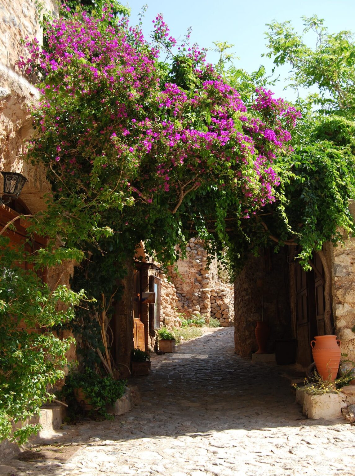 Bougainvillea: Transforming Your Landscape with Front Yard & Backyard ...