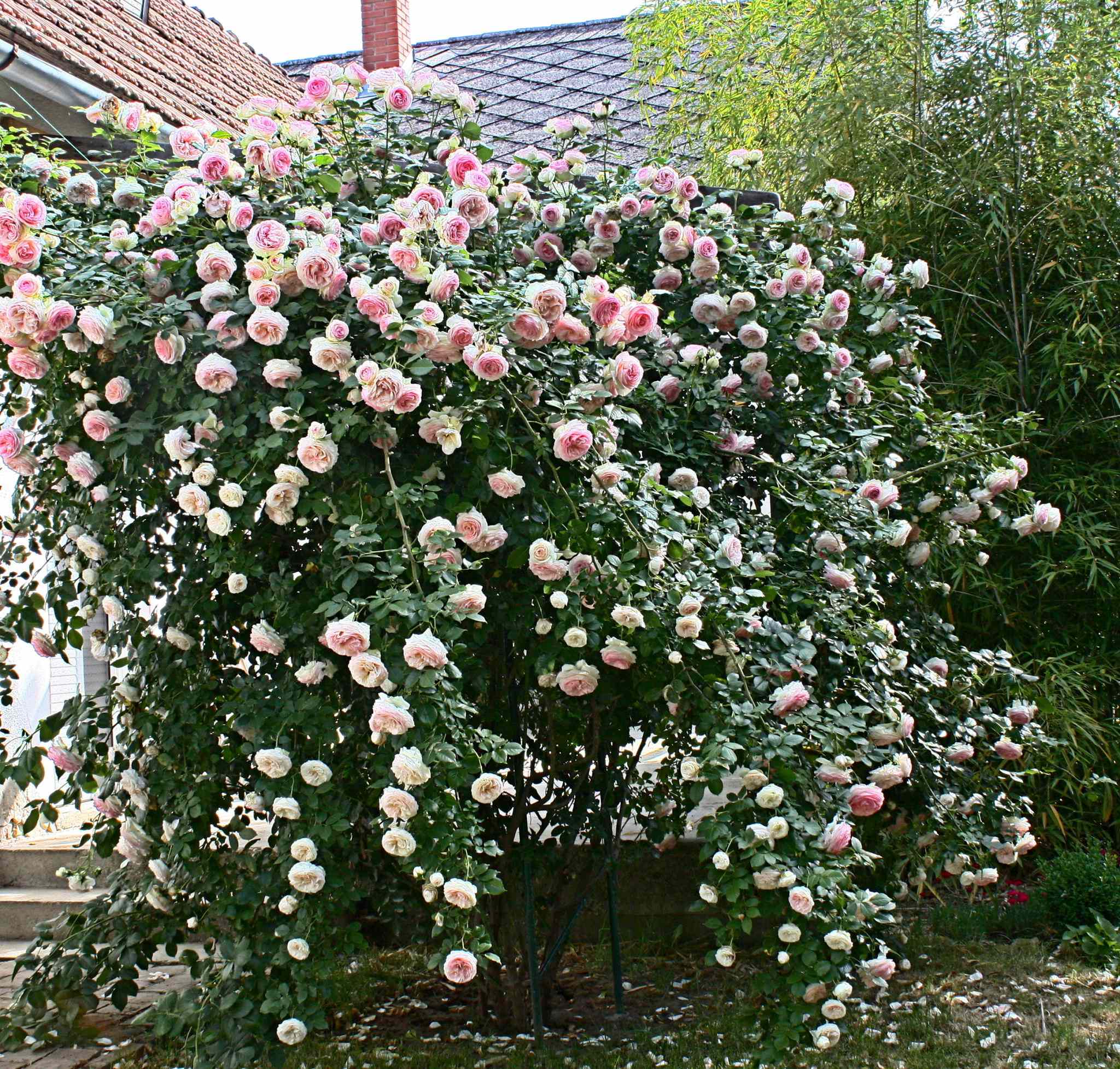 Imaginative Climbing Roses Ideas to Enchant Your Garden - Gardening Latest