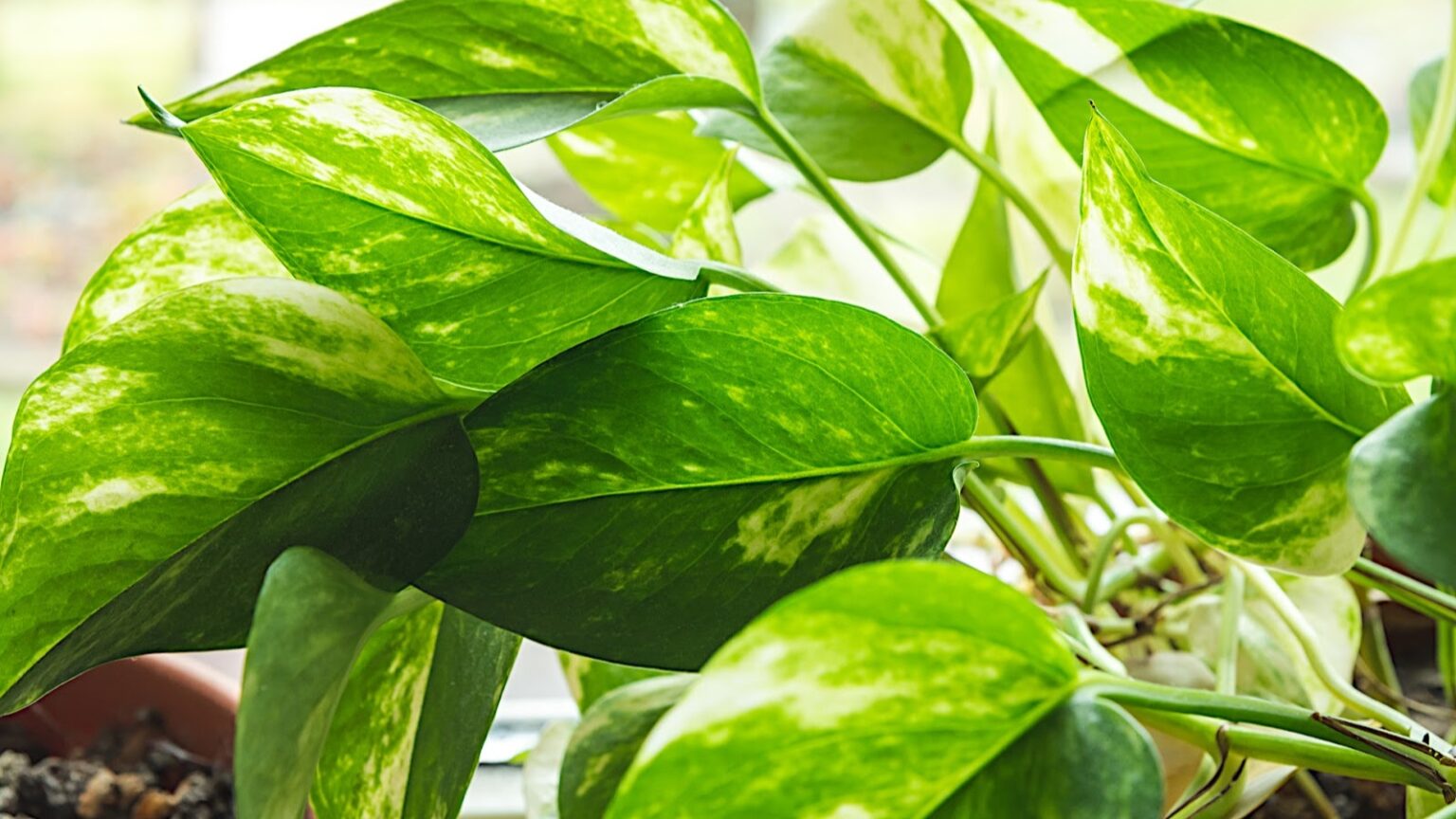 An Expert Guide to Choosing Between Different Varieties of Pothos Plant ...